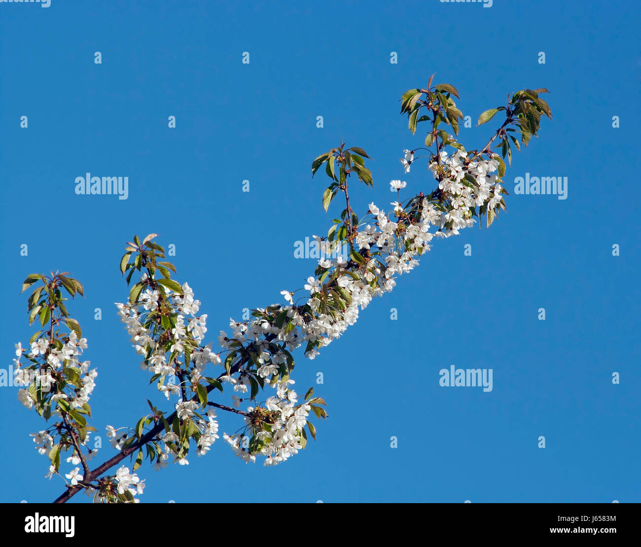 bloom blossom flourish flourishing spring branch cherry pictogram ...