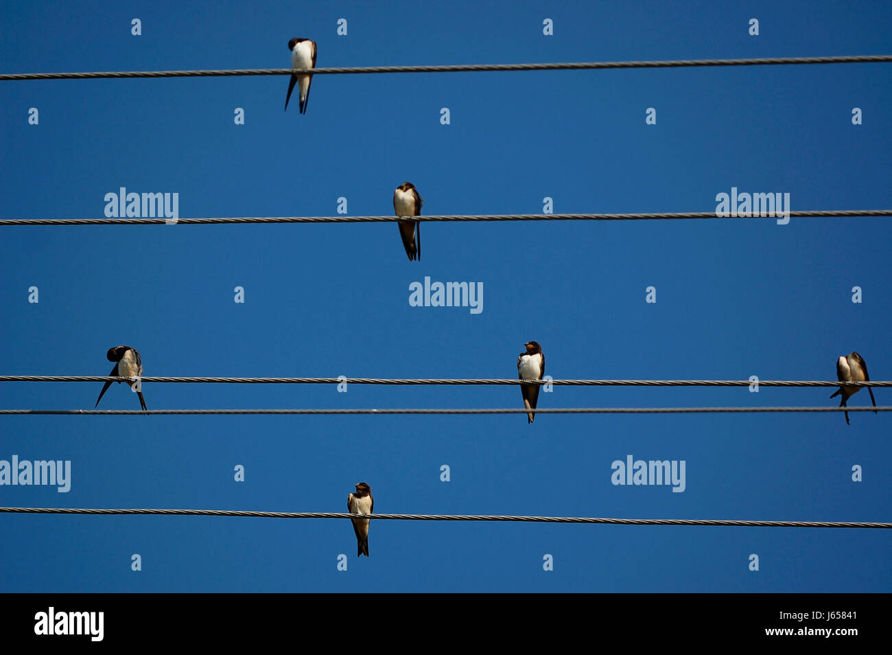 blue migrant birds of passage swallows firmament sky cable current conduction Stock Photo - Alamy