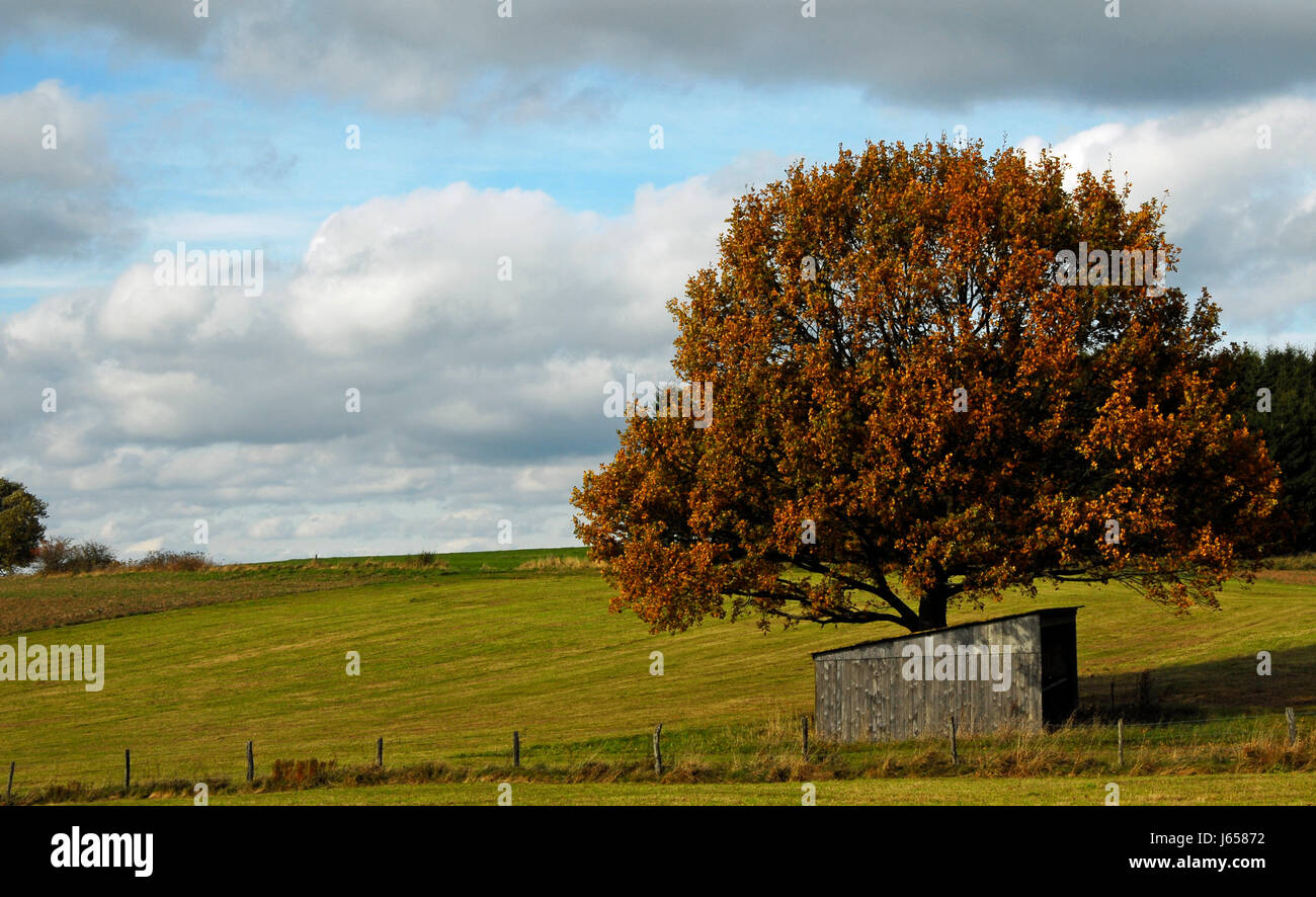 tree fence lodge hut willow fall autumn tree autumnal oak fence stable ...