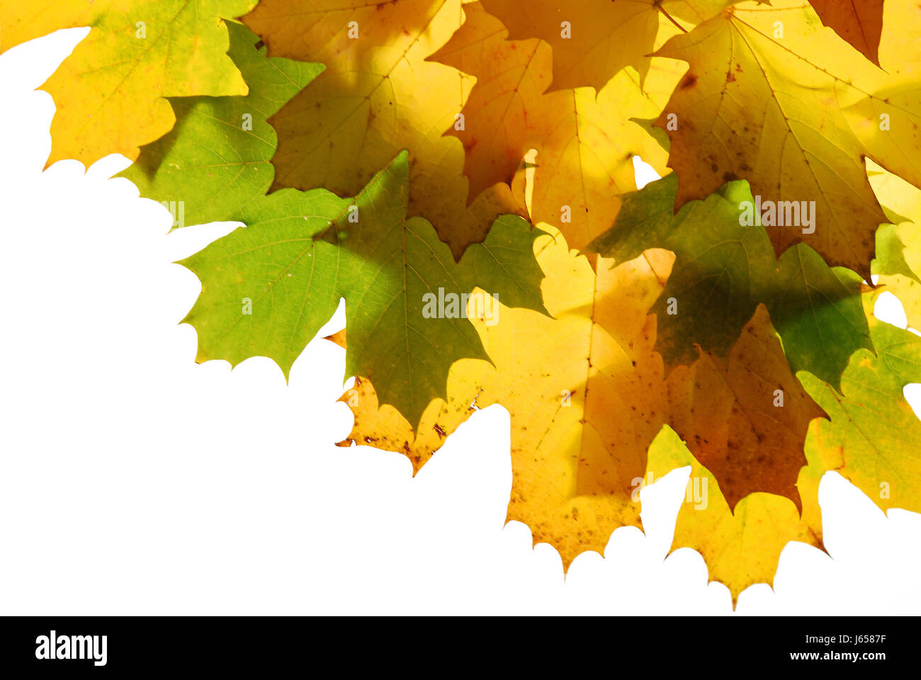 leaf maple close leaf macro close-up macro admission close up view ...