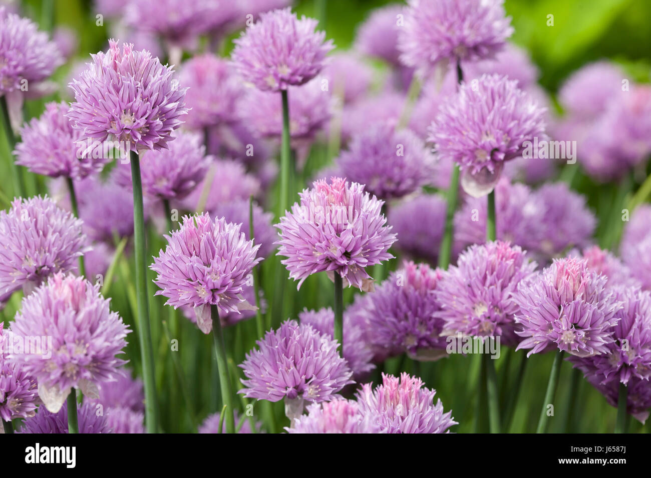 Flowering chives macro hi-res stock photography and images - Alamy