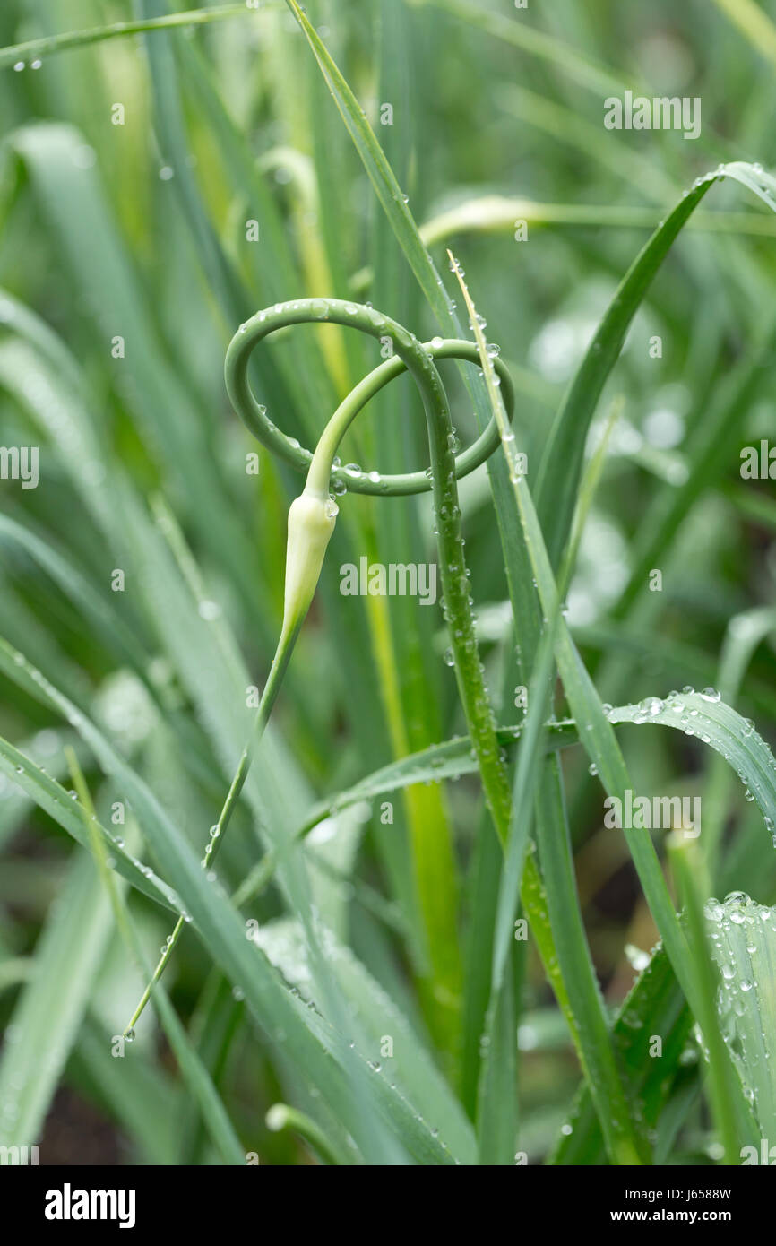 Spiraling garlic flower, in the vegetable garden. with raindrops on the ...