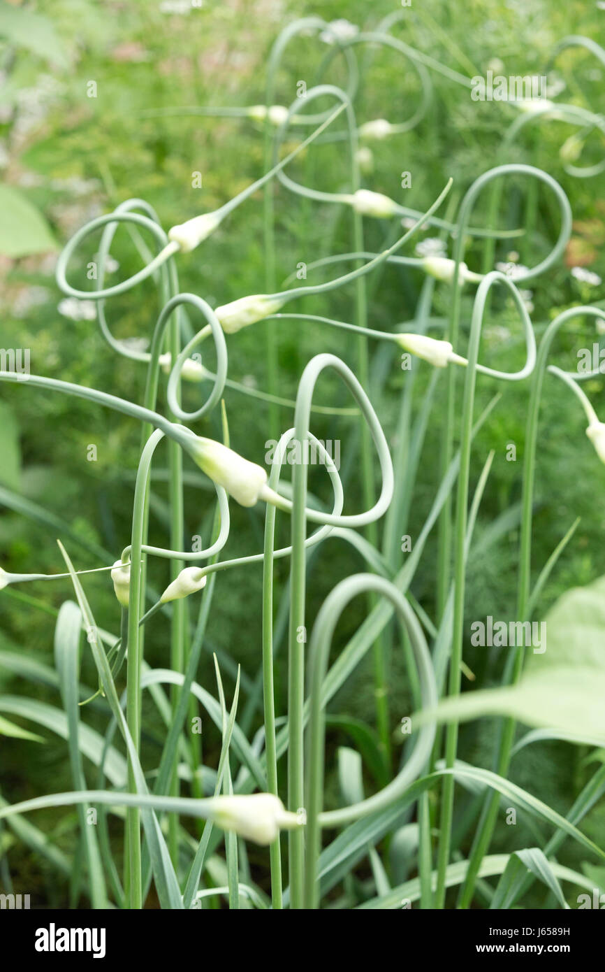Spiraling garlic flower, in the vegetable garden. with raindrops on the ...