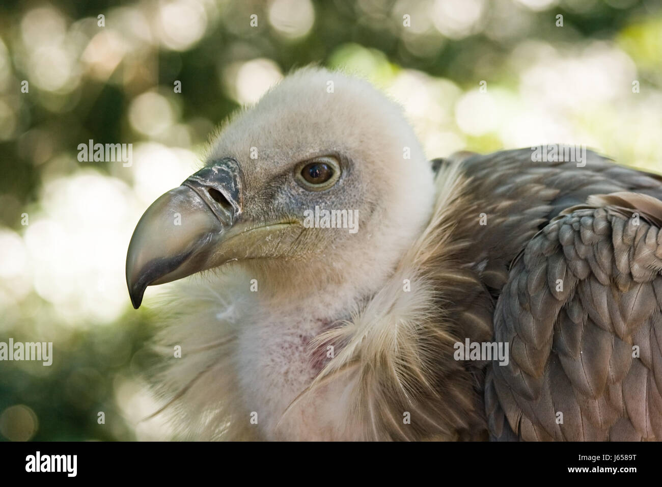 animal bird animals birds animal bird wild hunter eye organ eyes falcon ...