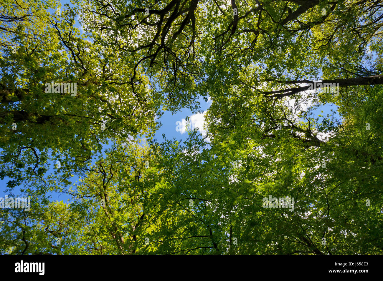 Worms Eye view of a woodland canopy using an extreme wide angle lens ...