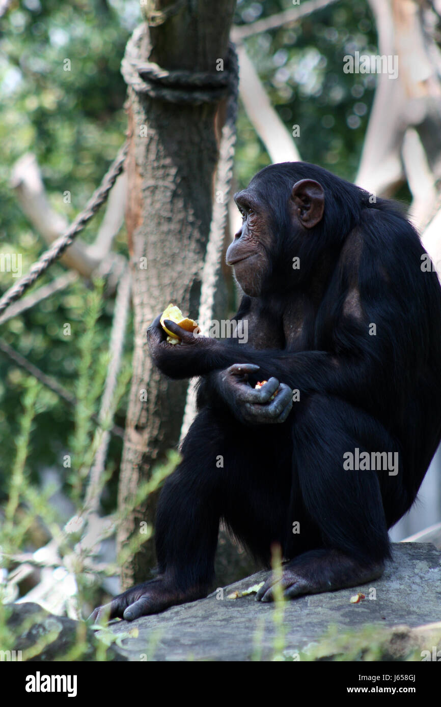 Monkey fruit hi-res stock photography and images - Alamy