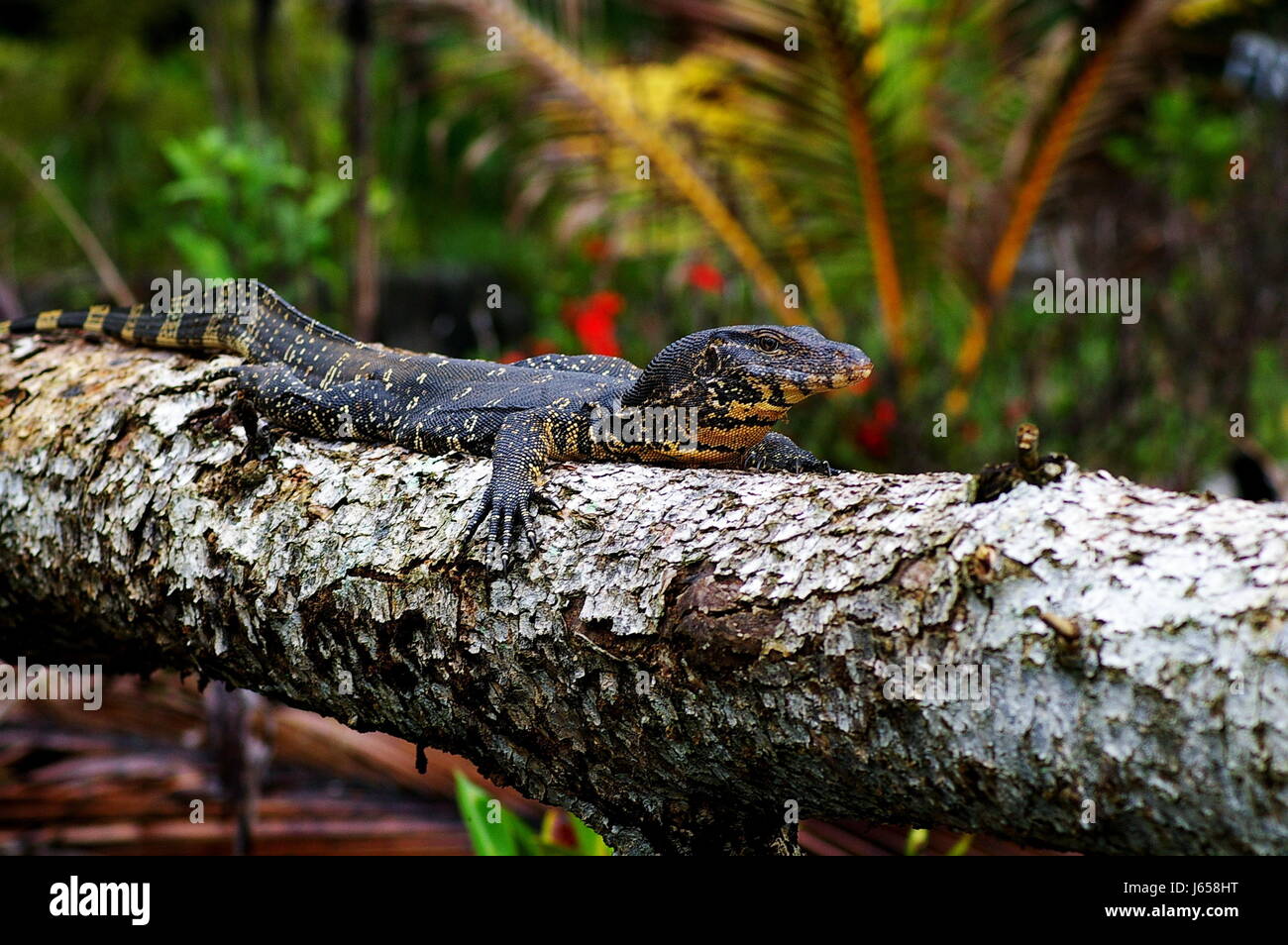 reptile asia saurian river water tree wild trunk virgin forest jungle ...