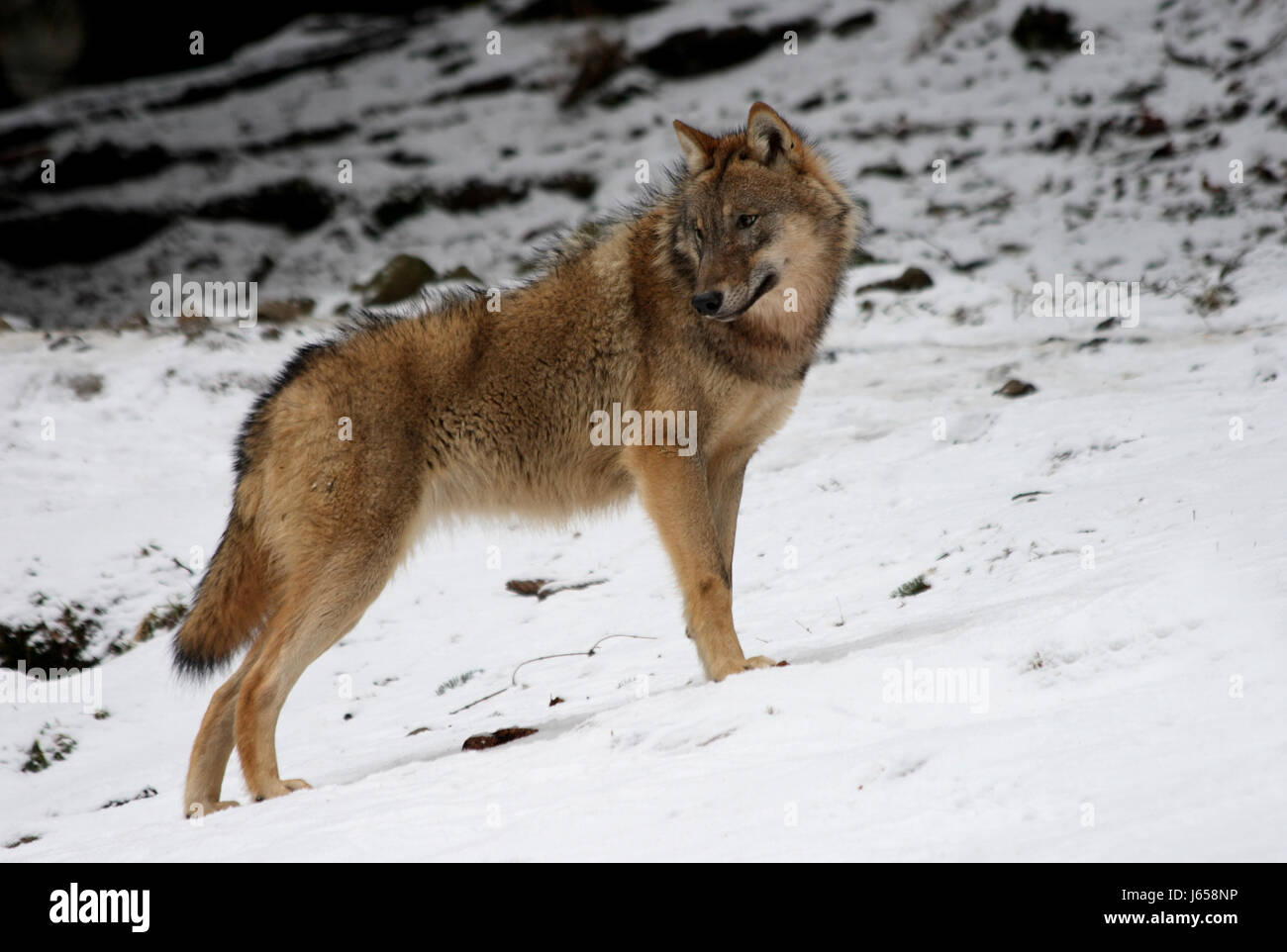Captain wolf hi-res stock photography and images - Alamy