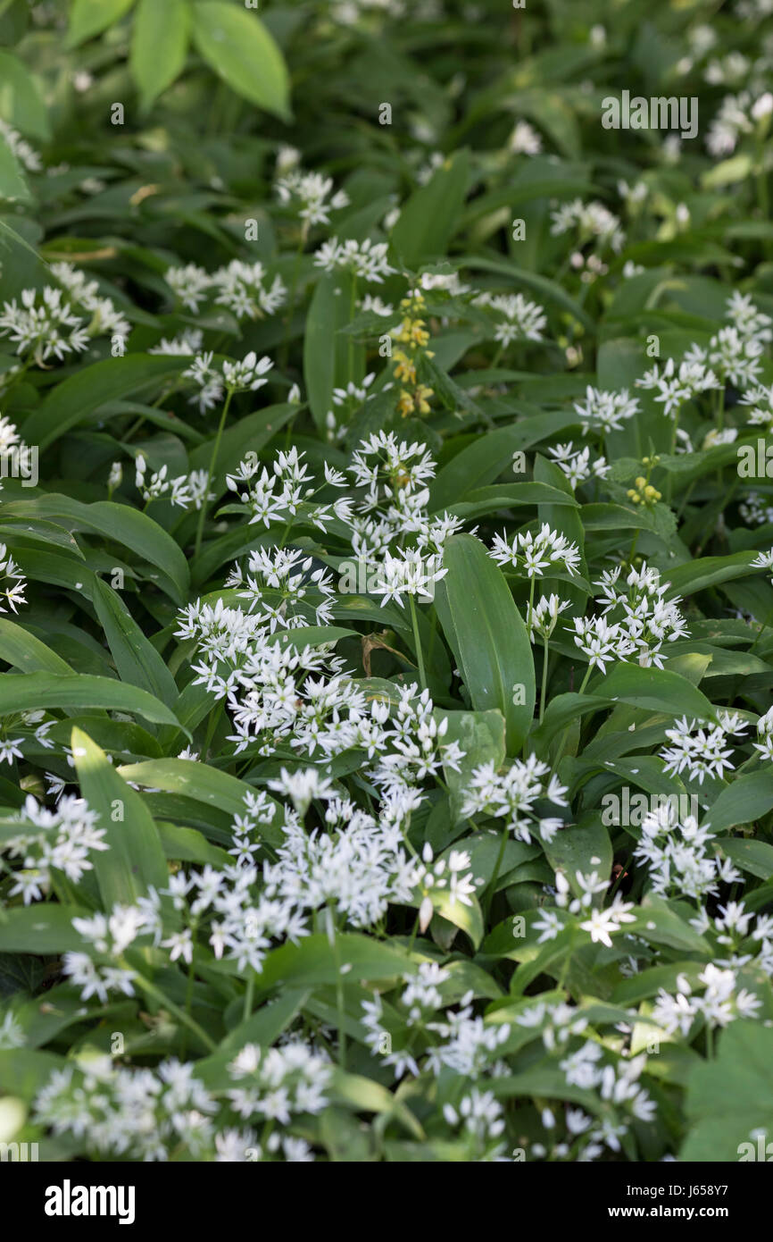 Bärlauch, Bär-Lauch, Bestand, Bärlauchbestand, Allium ursinum, Ramsons ...