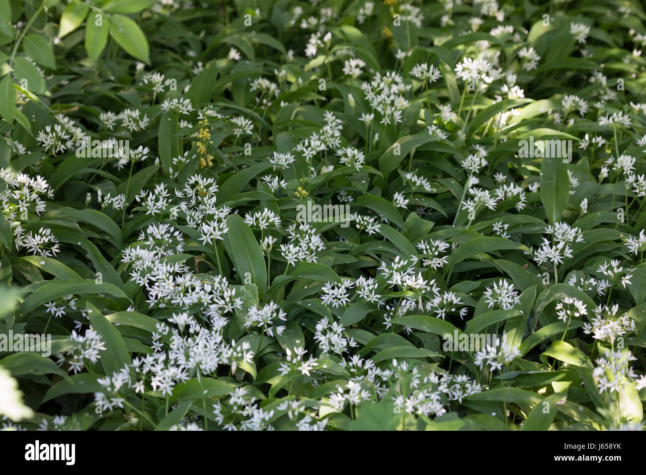 Bärlauch, Bär-Lauch, Bestand, Bärlauchbestand, Allium ursinum, Ramsons ...