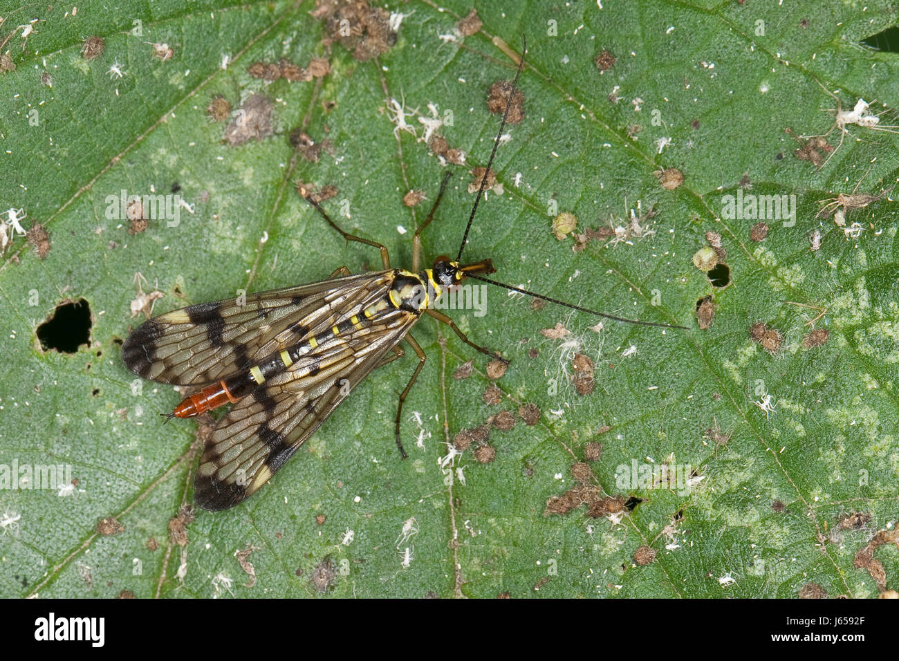 Skorpionsfliege, Skorpions-Fliege, Weibchen, Panorpa communis, common ...