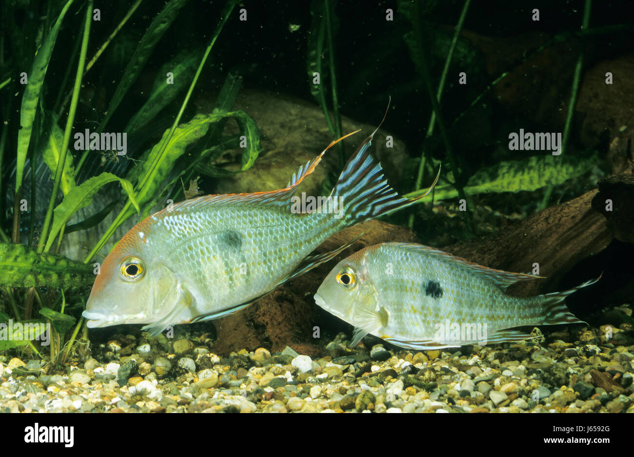 Rotkopf-Buntbarsch, Erdfresser, Geophagus spec., Buntbarsche Stock ...