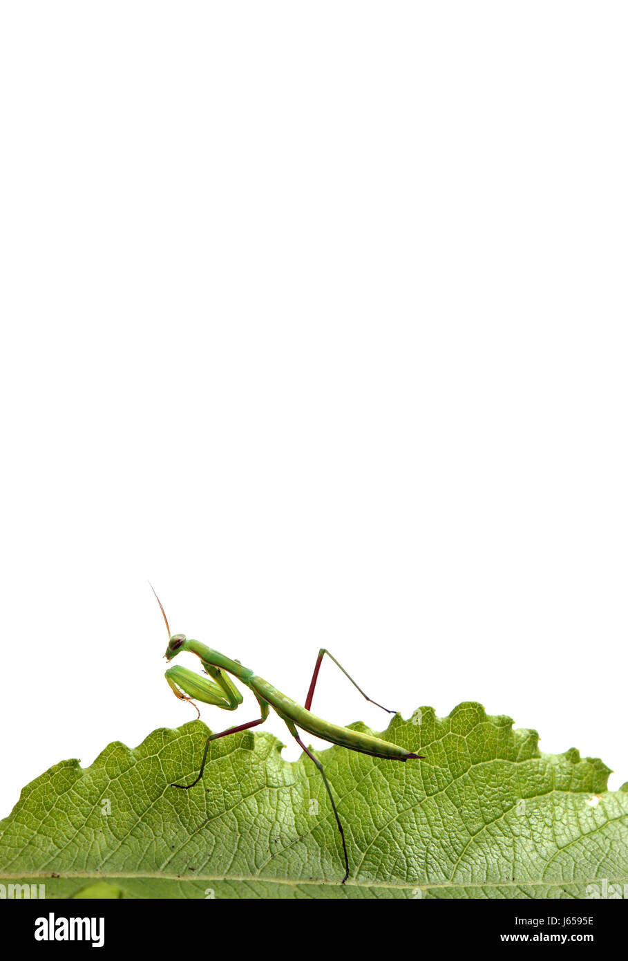 insect bug praying legs leaf animal insect wing antenna creepy ugly six ...