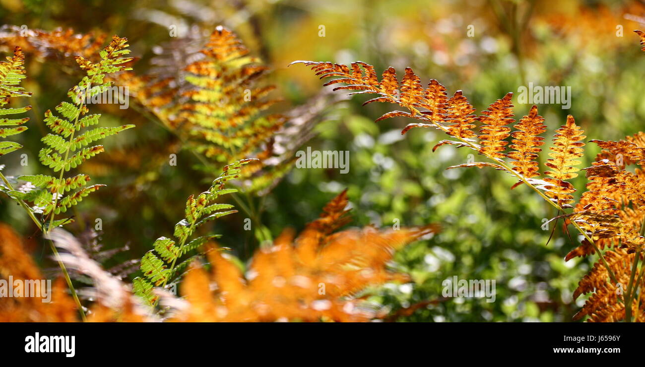 summer summerly fern bracken forest nature fall autumn orange shine ...