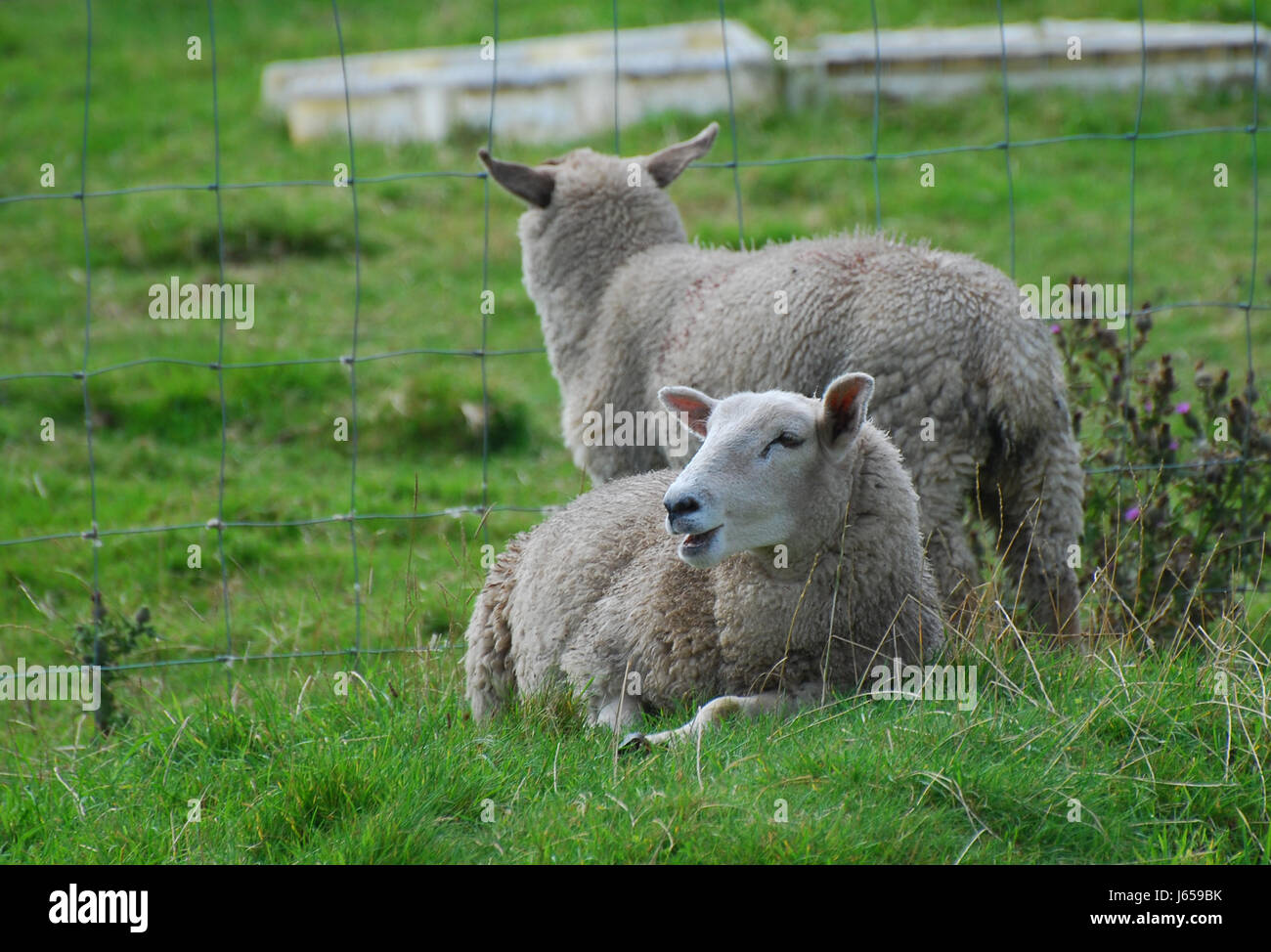 lie lying lies sheep wool farm animal meadow relaxed lie lying lies ...