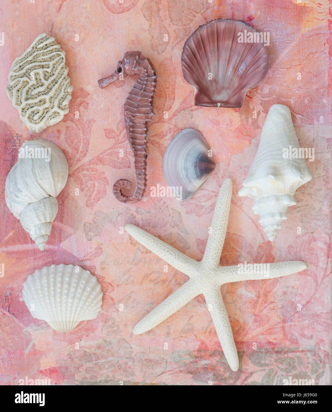 shell collage starfish collection nature coral pastel shell collage ...