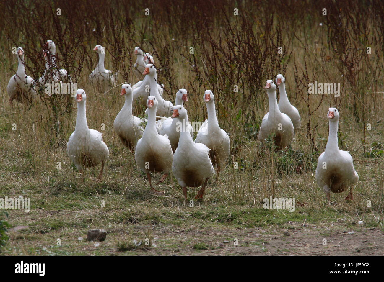 blank european caucasian geese farm animal goose bird birds blank ...