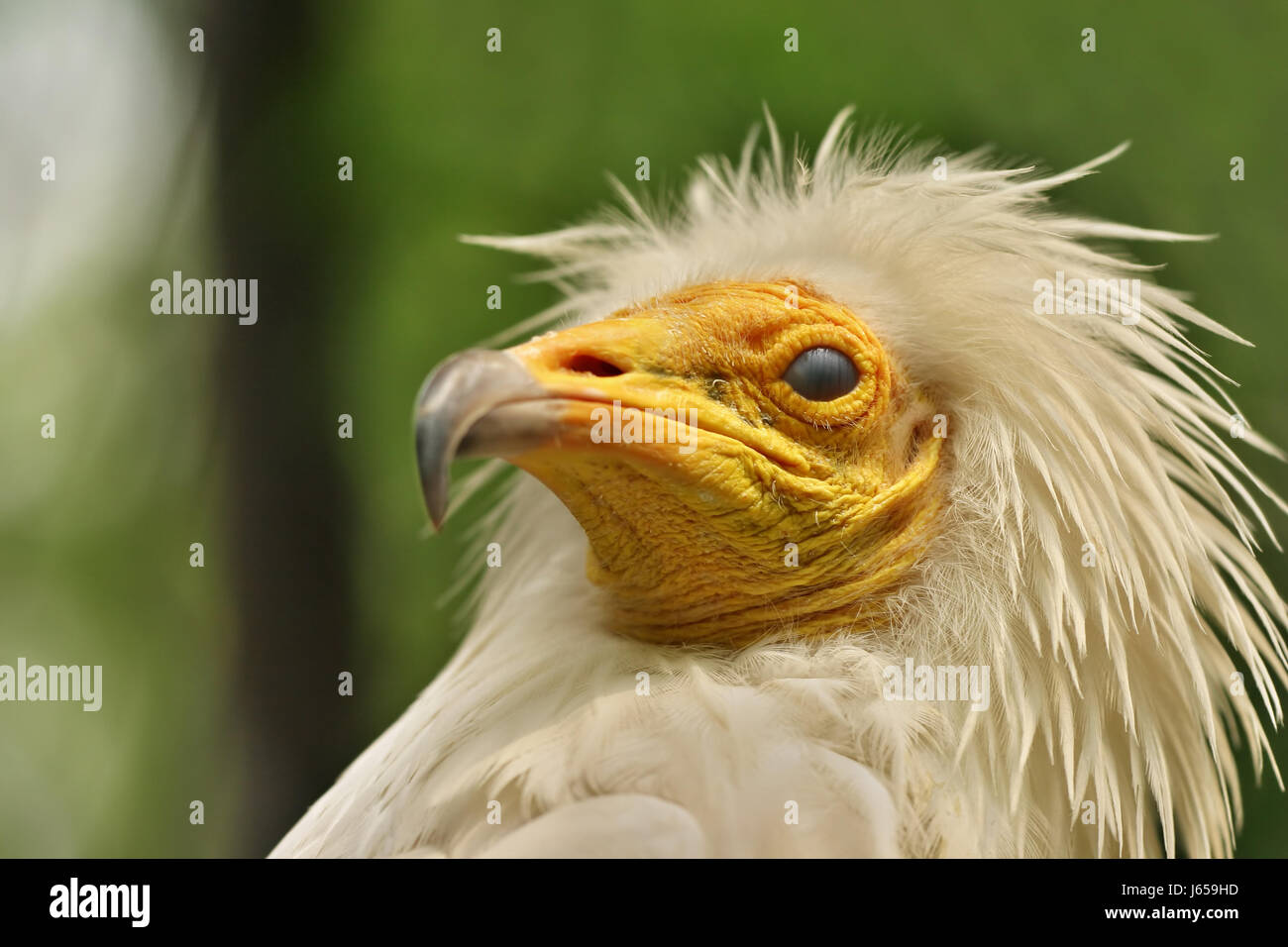 animal bird hunter face portrait eye organ beak wildlife macro close-up ...