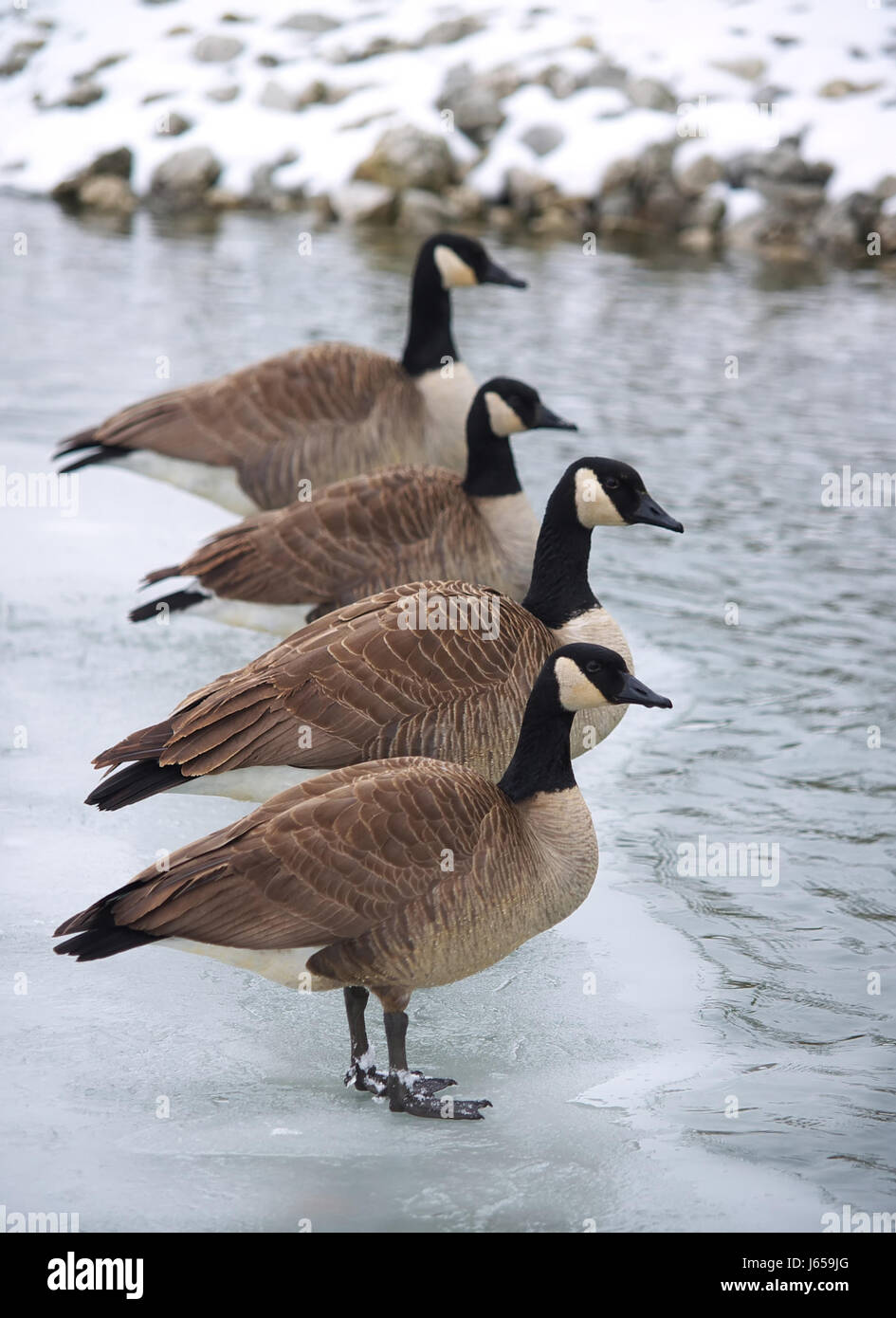 winter snow coke cocaine material drug anaesthetic addictive drug birds ...