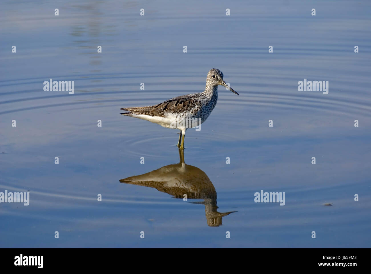 animal bird birds fresh water lake inland water water wader waders ...