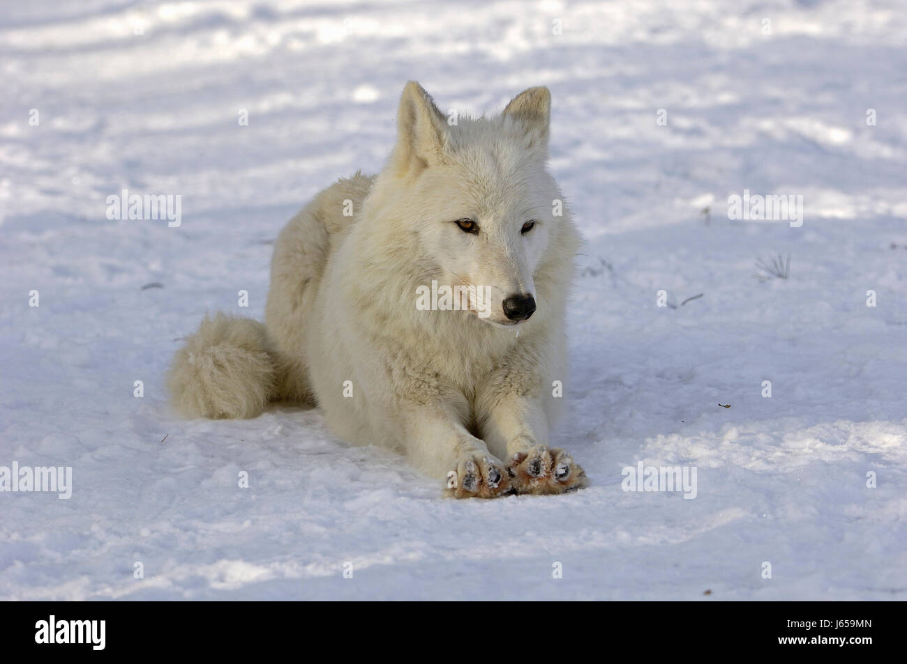 wolf winter predator wolf she-wolf pack snow nature timberwolf ...