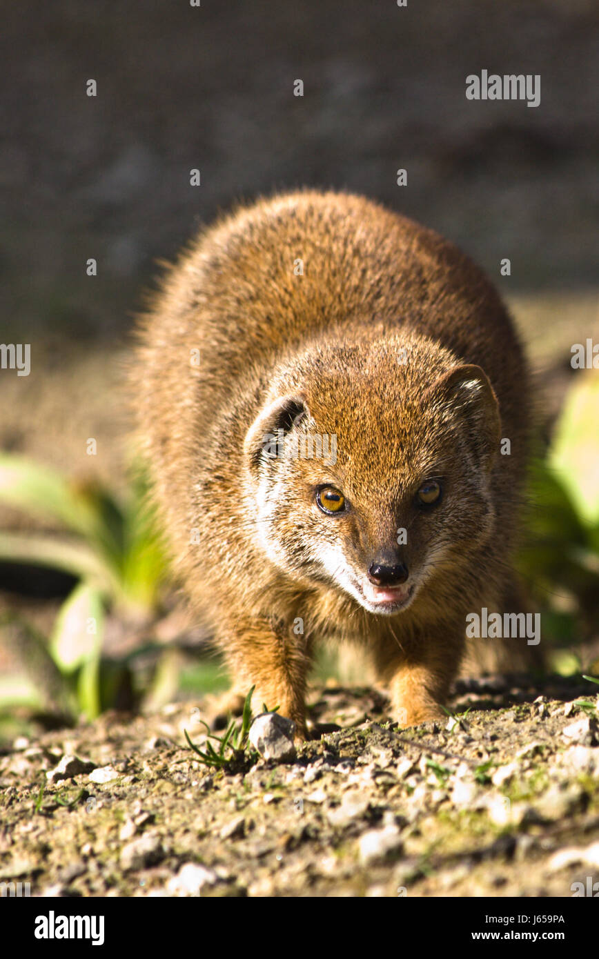 animal mammal animals mammals wildlife isolated closeup animal mammal ...
