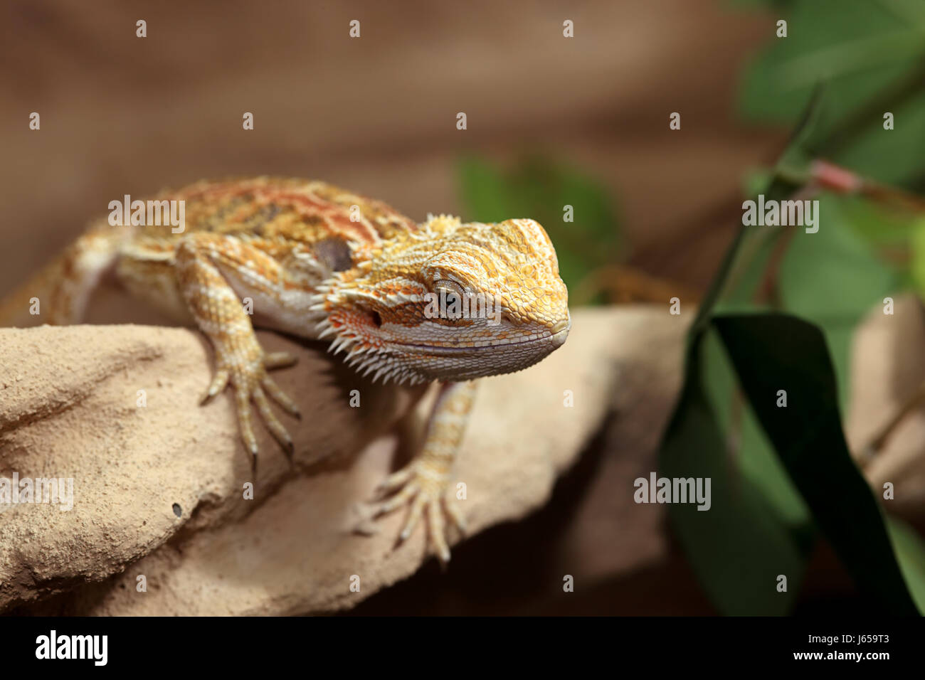 prickle beard reptiles prickle beard reptiles lurk watching observe ...