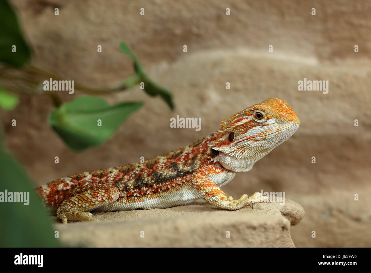 prickle beard reptiles wait waiting australia prickle beard reptiles ...