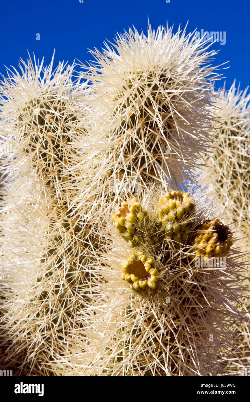 cactus remote thorn arid slim sligth lean gaunt thin remote control ...