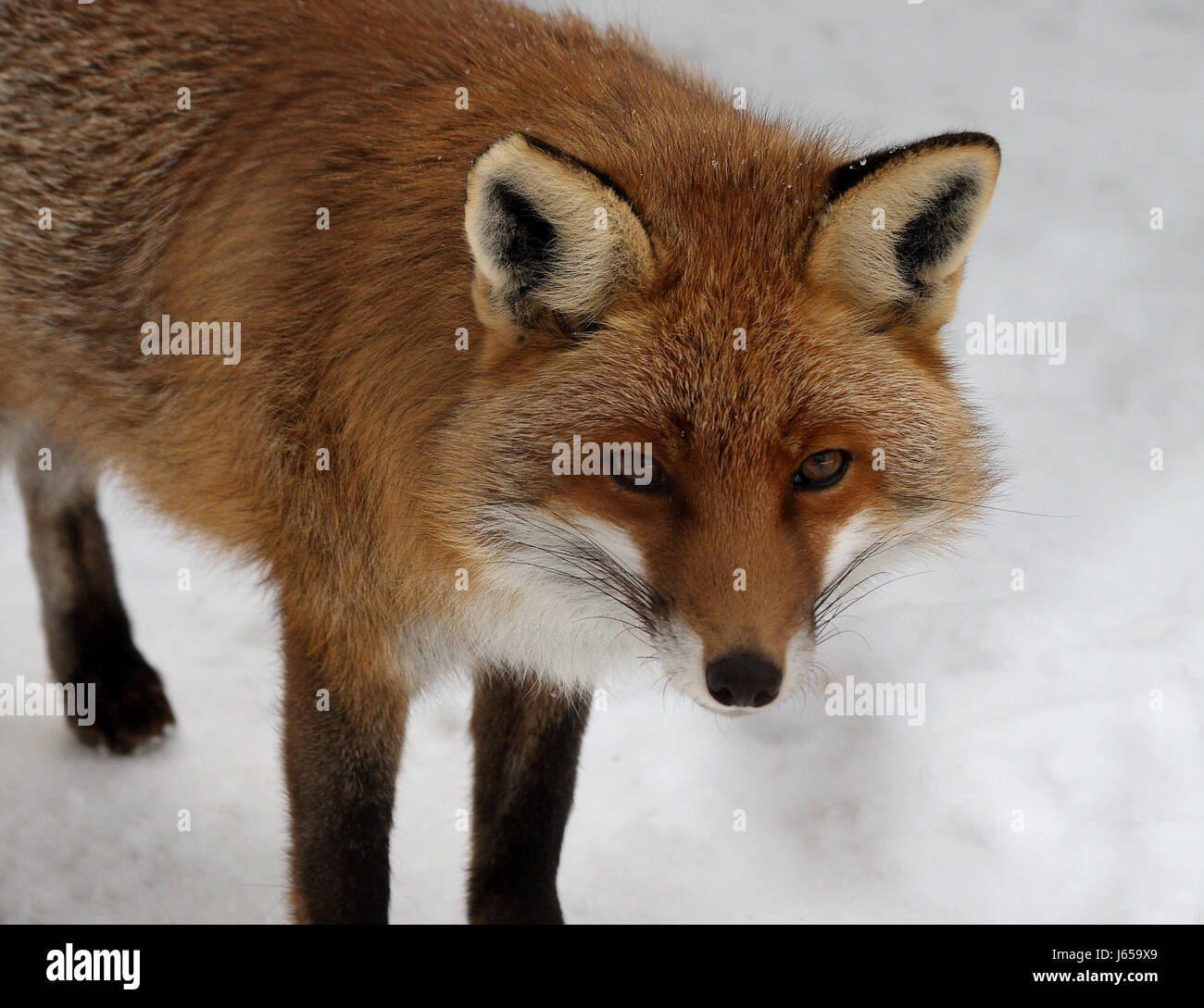 fox portrait shy cunning fox hunted rotfuchsportrait vulpes vulpes ...