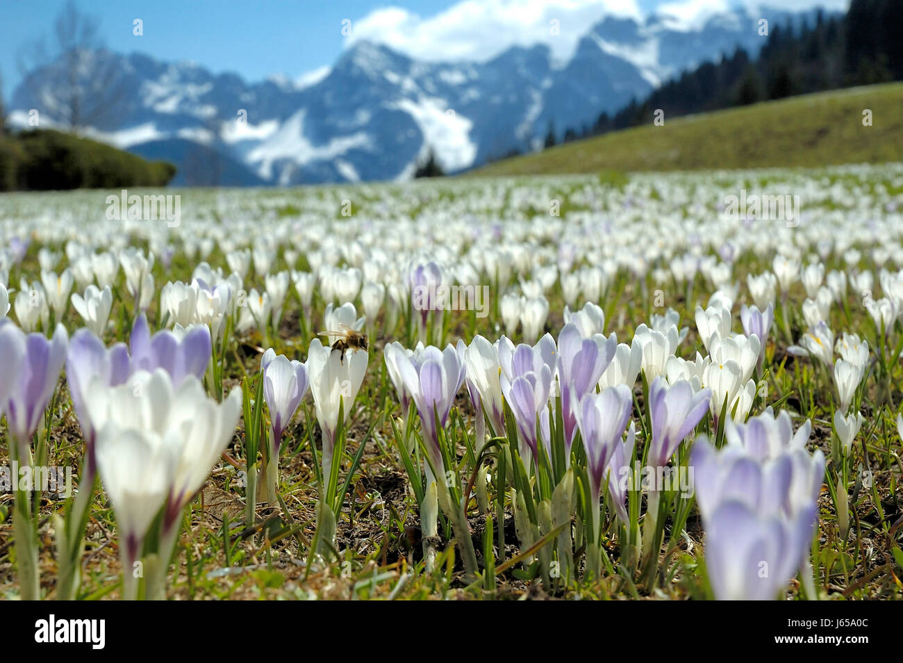alps flower flowers plant bavaria spring snow mountain alps flower ...