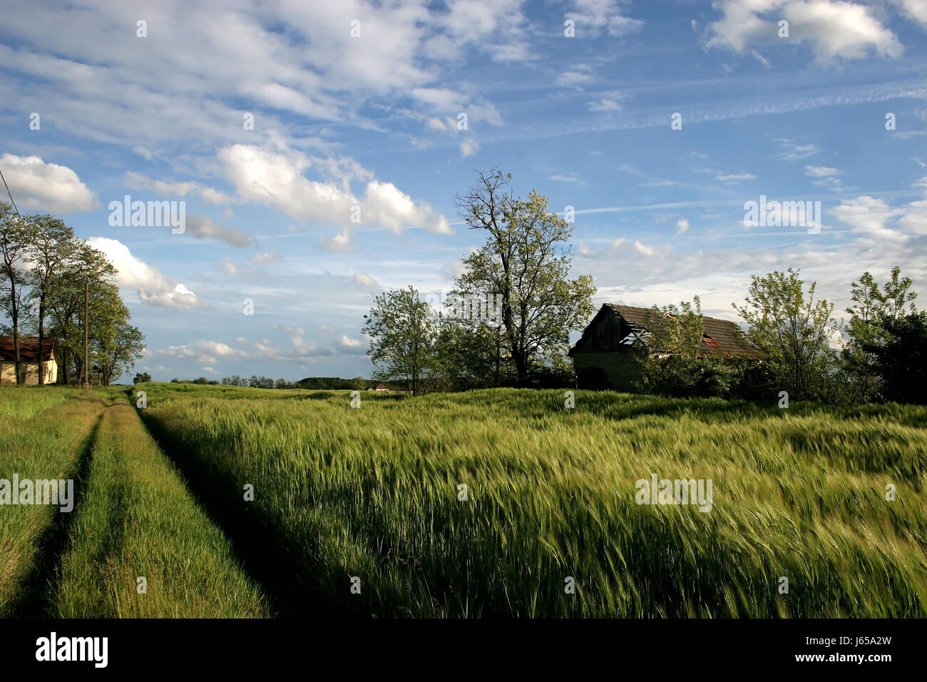 field wheat landscape scenery countryside nature cereal rural peasant ...