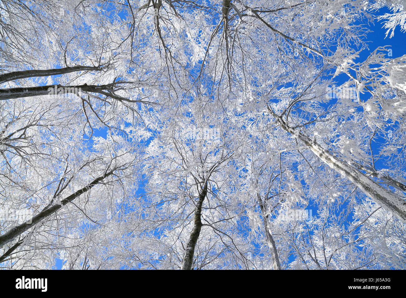 tree trees winter cold frost hoarfrost snow mountain forest tree trees ...