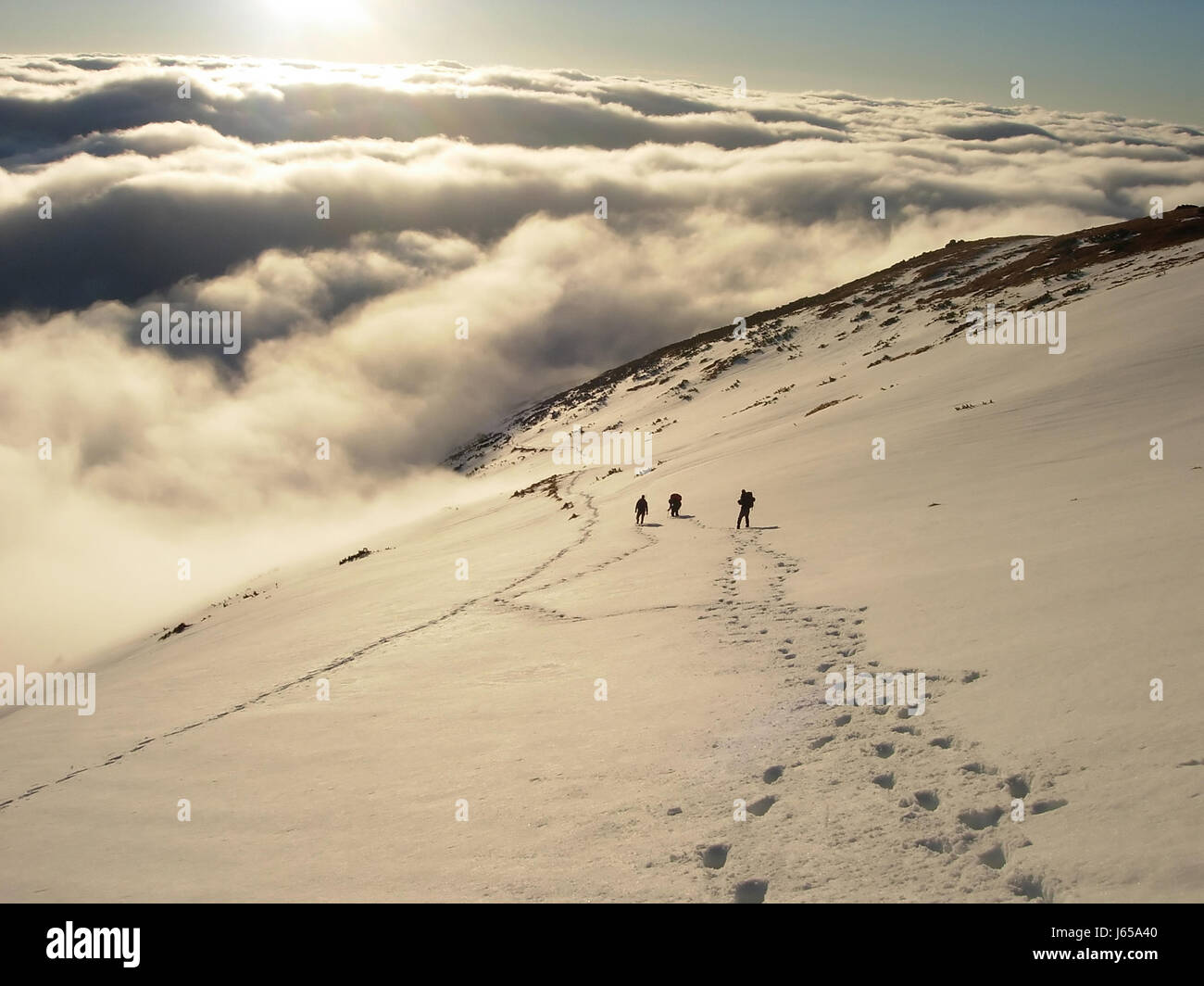 humans human beings people folk persons human human being walk go going ...