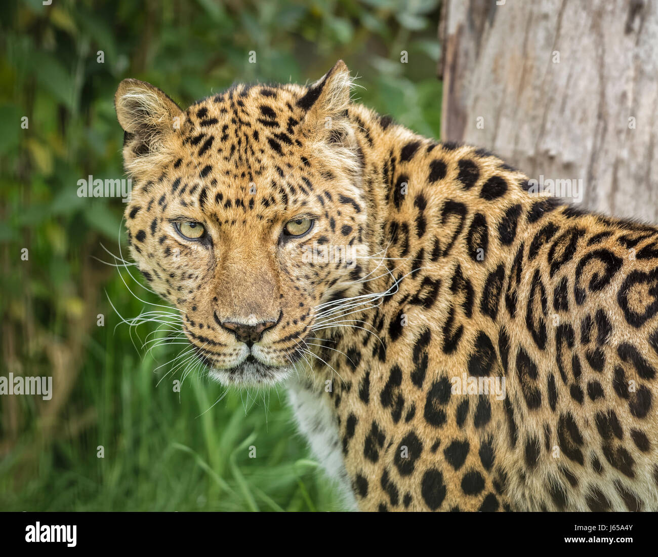 Captive breeding amur leopard hi-res stock photography and images - Alamy