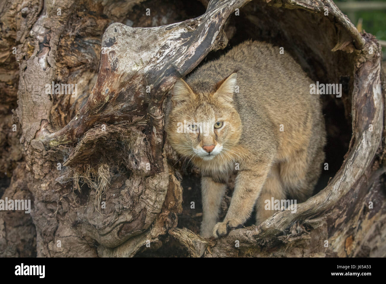 Jungle Cat Inside a Tree Trunk Stock Photo - Alamy