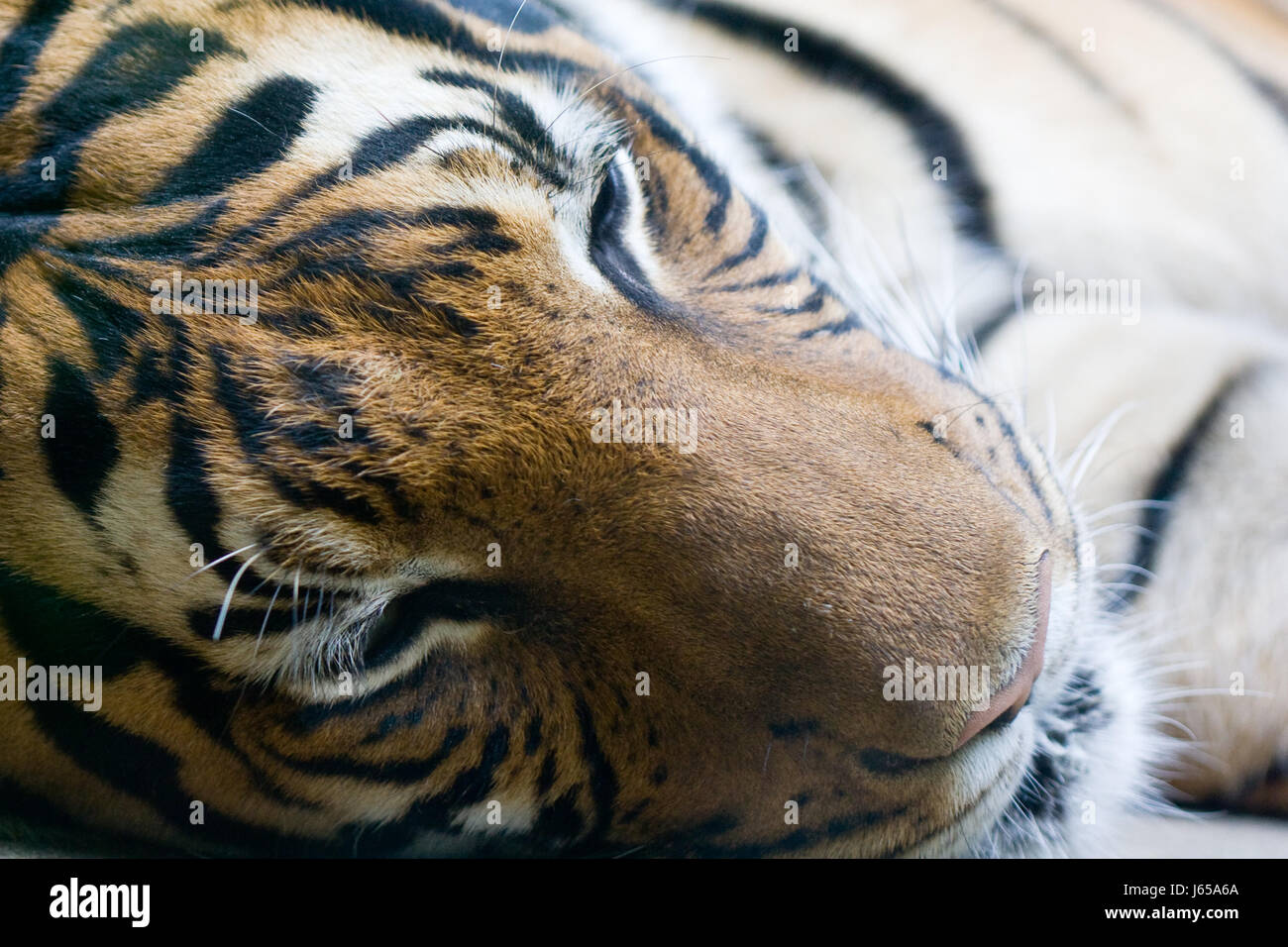 africa cat big cat feline predator tiger emperor king danger animal ...