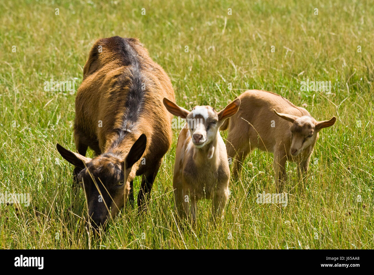 goat she-goat animal child kid young younger meadow stand willow ...