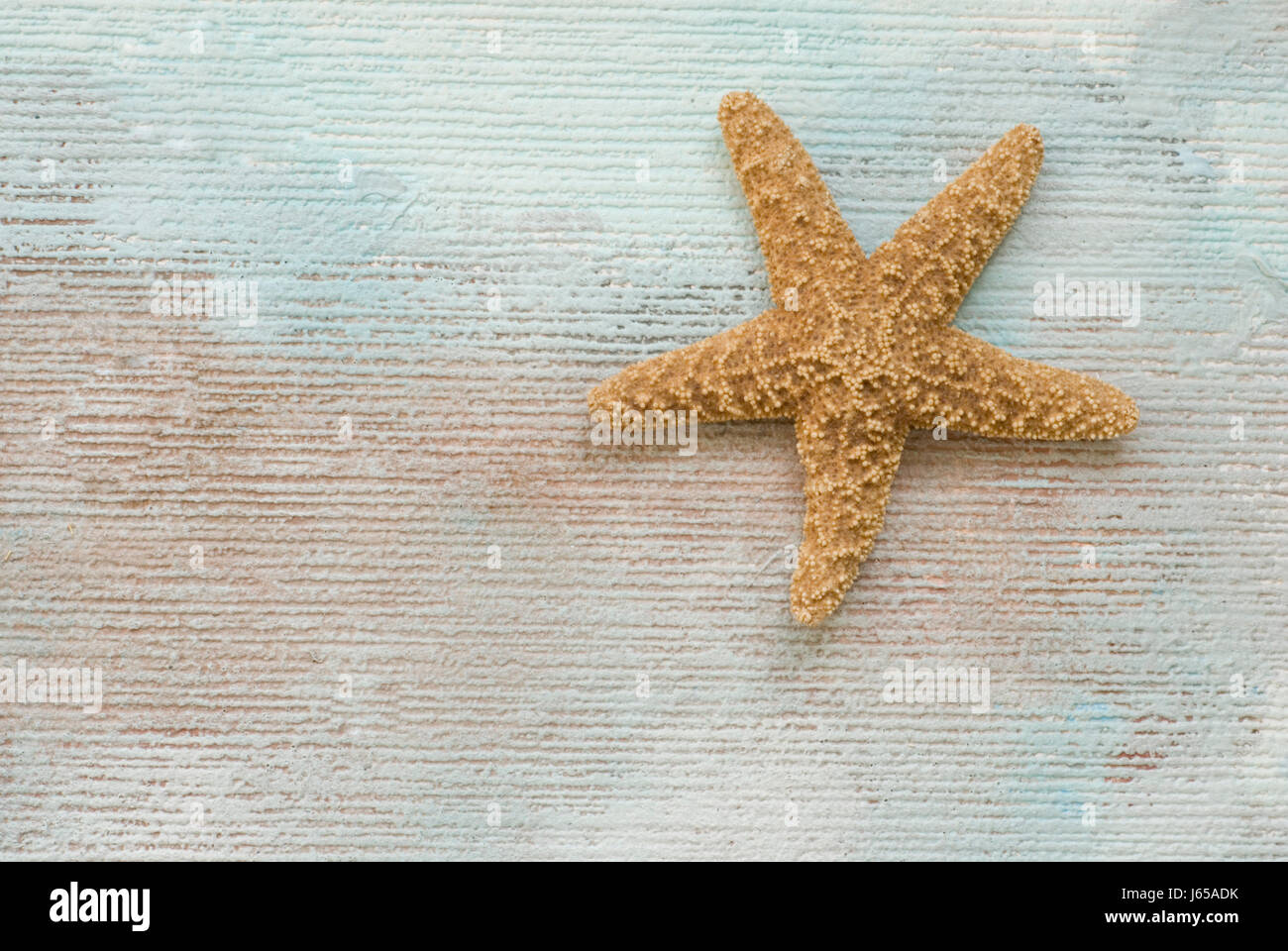 detail starfish nature texture natural blue detail single maritime ...