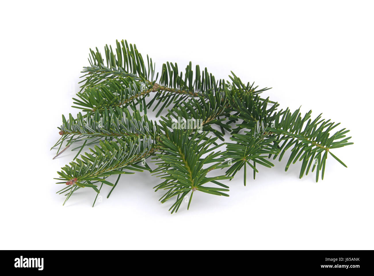 fir branch - fir branch 03 Stock Photo - Alamy