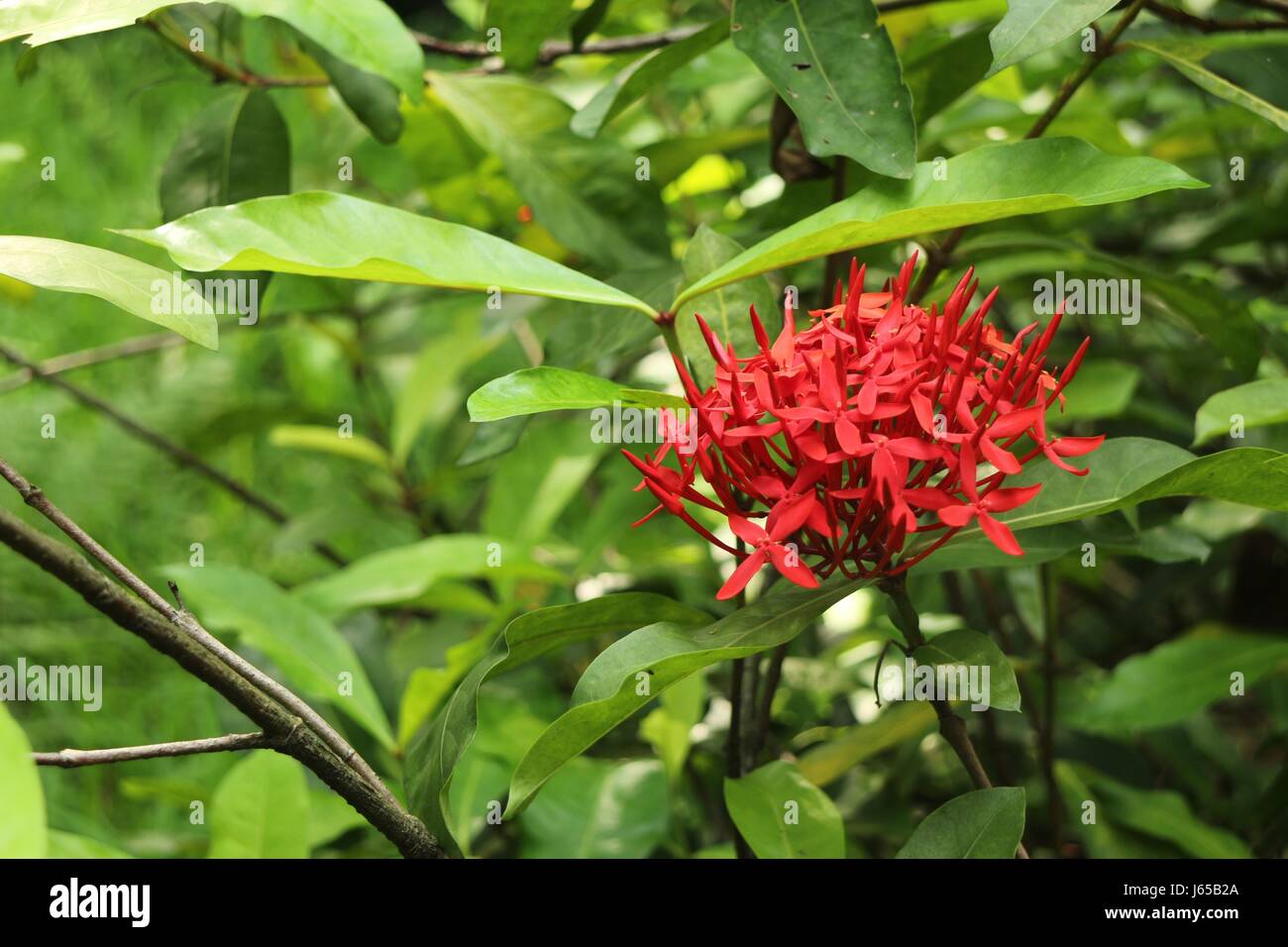 Flowers and plants in the Botanical garden in the center of Taipei City ...