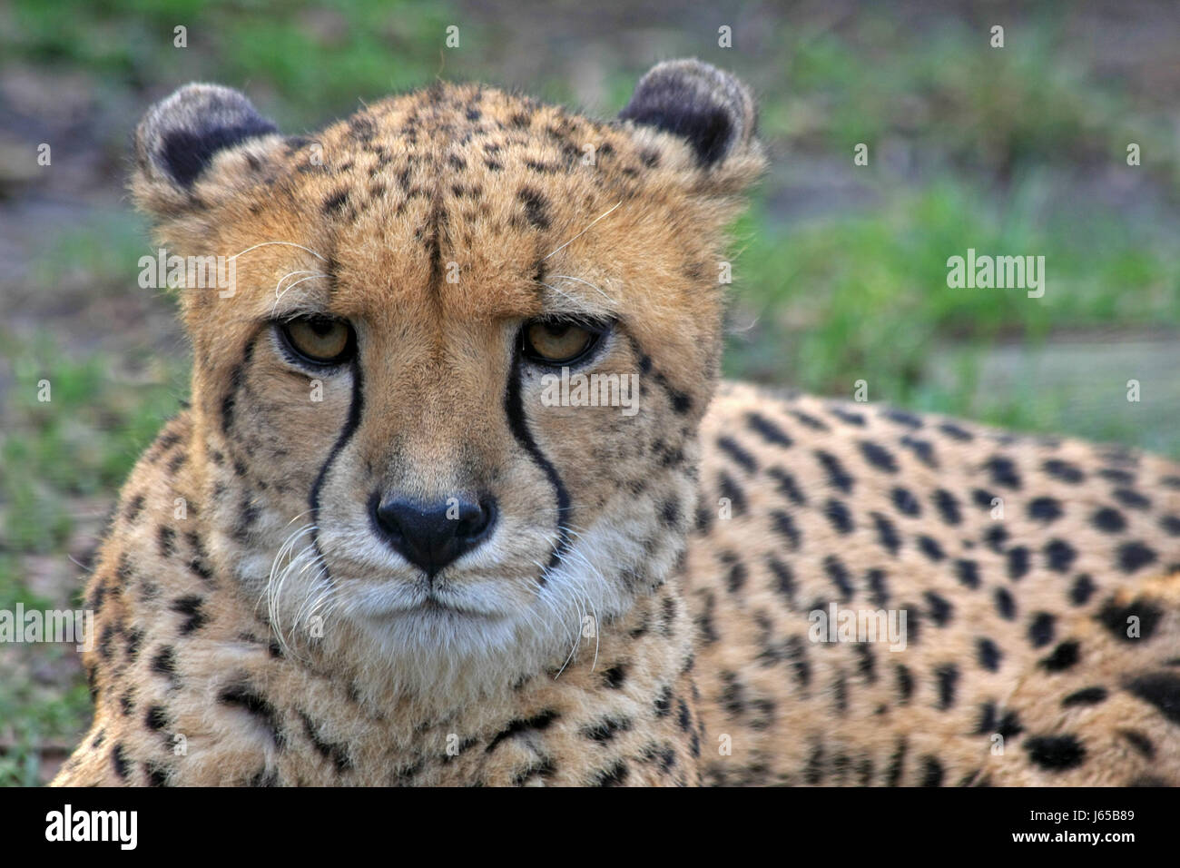 animal eye organ big cat feline predator skin nose predator cat cheetah ...