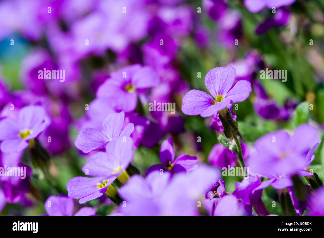 flower plant violet backdrop background close leaf macro close-up macro ...