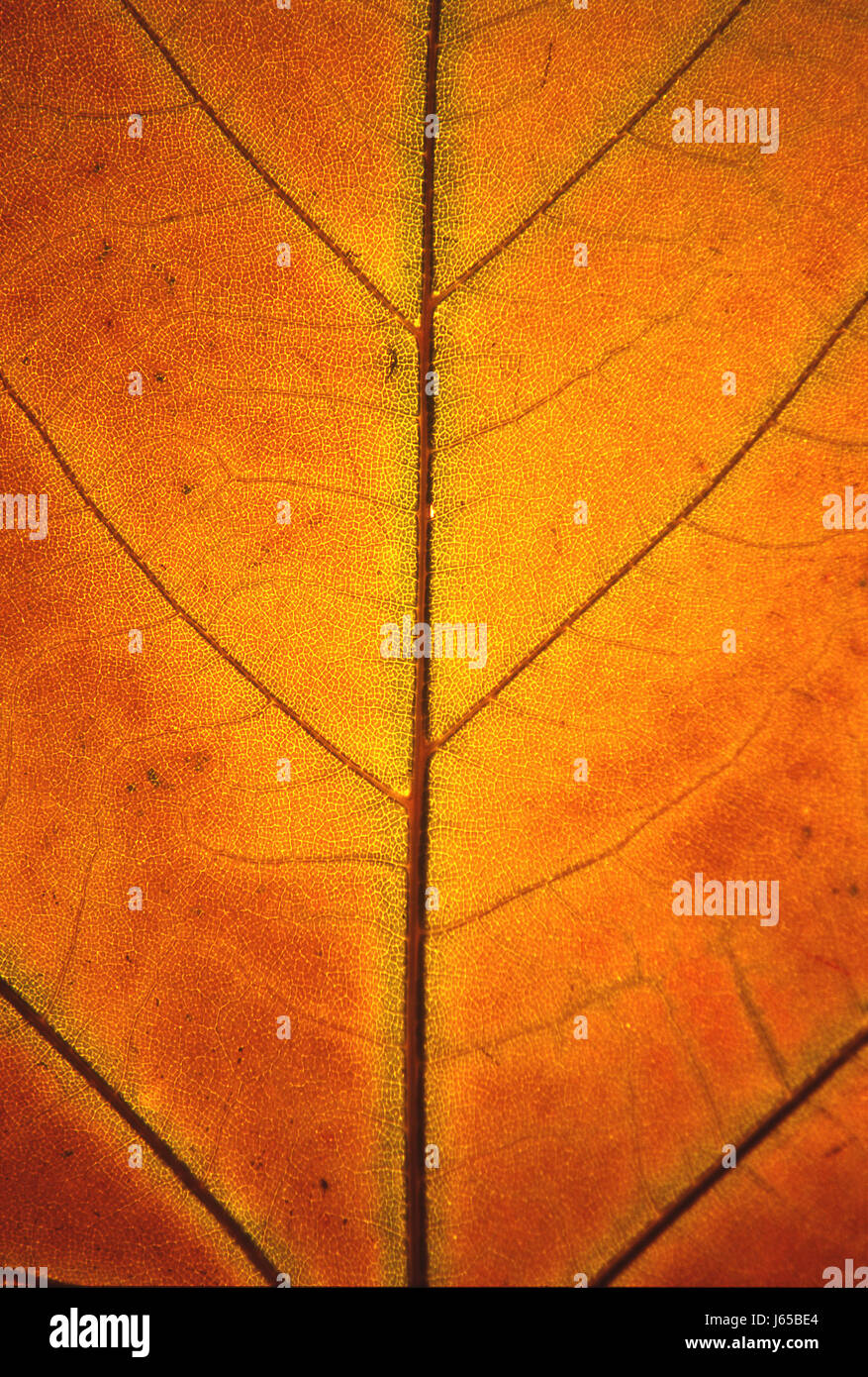 decayed decayed leaves foliage ahornblatt maple mapleleaf withered ...