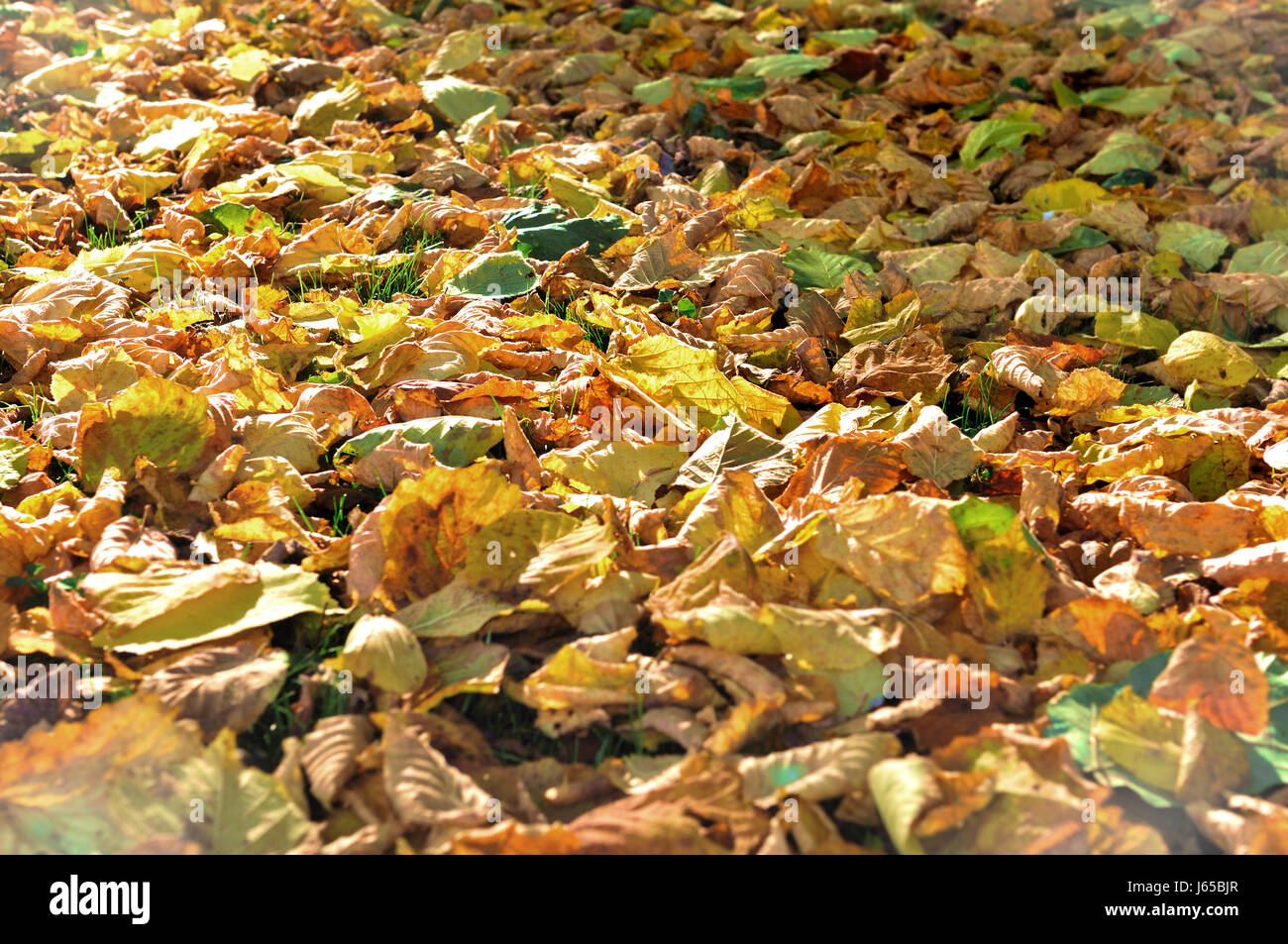 Golden leaves fall hi-res stock photography and images - Alamy