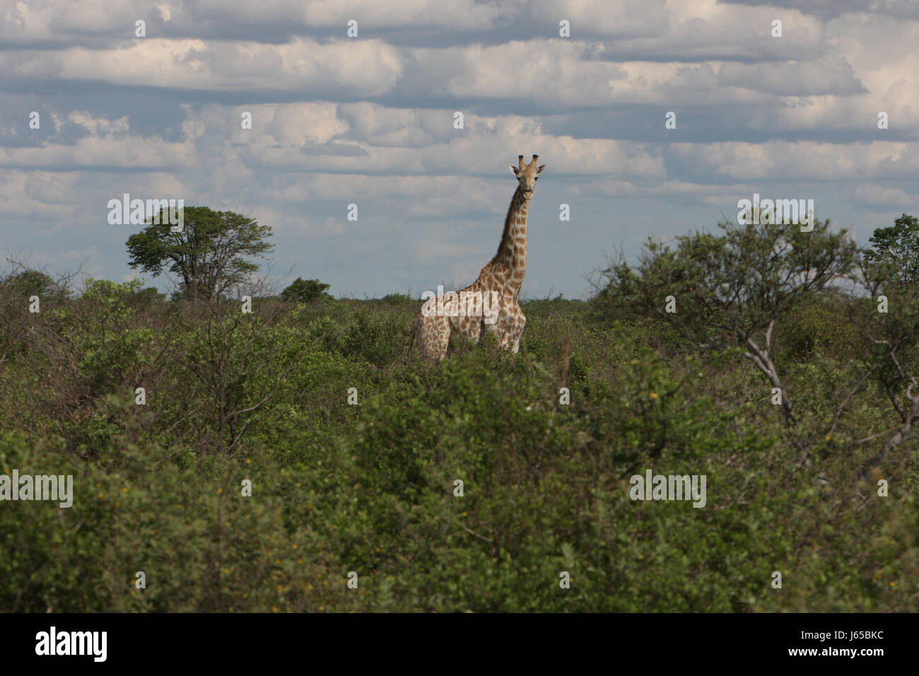 Wild Giraffe mammal africa savannah Kenya (Giraffa camelopardalis Stock ...