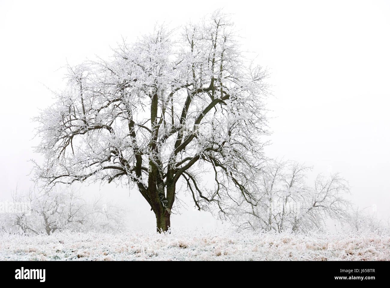 apple trees in winter Stock Photo - Alamy