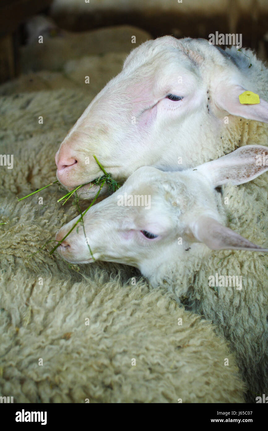 Schafkopf hi-res stock photography and images - Alamy