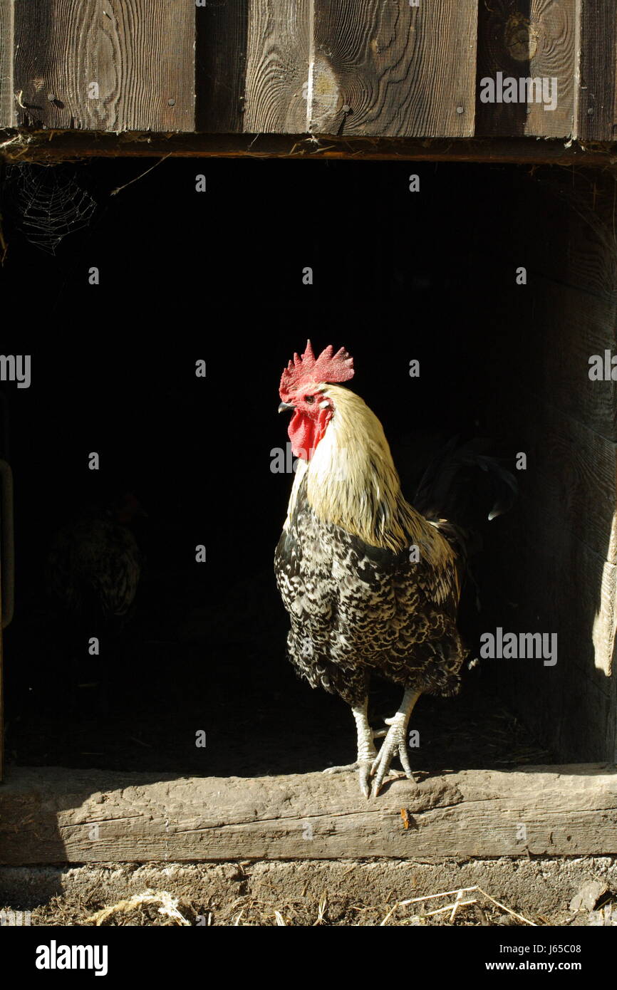 stable chicken comb strut hen house chicken yard stall red cock rooster ...