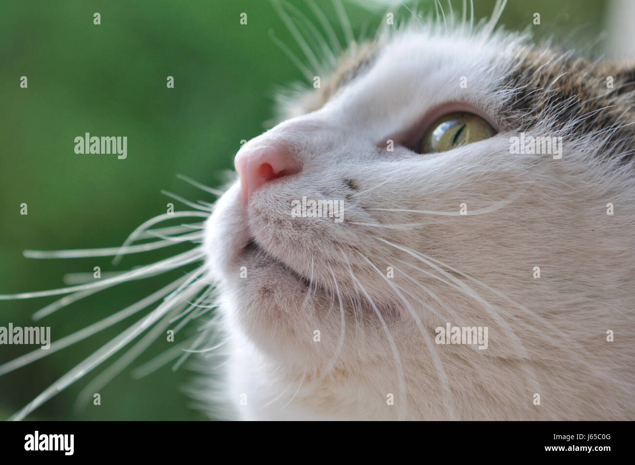 portrait of a cat on green background Stock Photo - Alamy